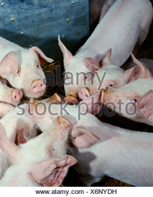 65 LB YORKSHIRE-LANDRACE PIGS Stock Photo: 50521167 - Alamy