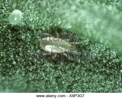 Predatory mite Amblyseius cucumeris used in thrips control Stock Photo ...