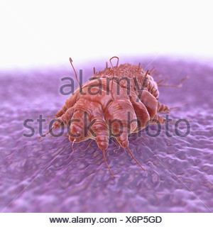 A single Sarcoptes scabiei mite which is cause contagious skin Stock ...