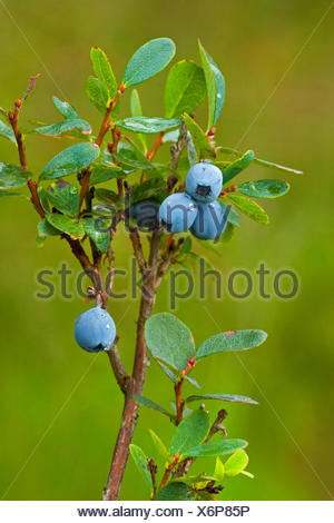 Alpine blueberry, bog blueberry, bog bilberry, northern bilberry, bog ...