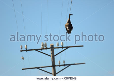 Dead duck hanging on a power line, wildlife accident, Free State Stock ...