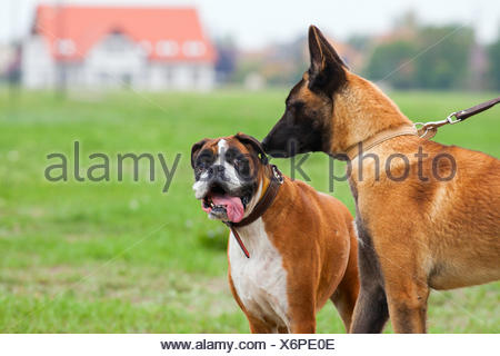Belgian Malinois young puppy an Boxer Dog in love Stock Photo ...