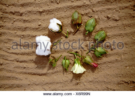 A growth cycle of the cotton boll from the square to the blossom, to ...