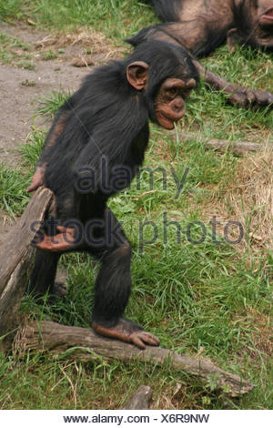 animal monkey skin beastly chimpanzee anthropoid animal wild monkey ...
