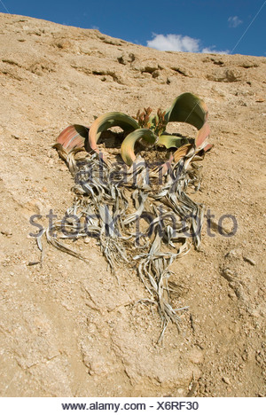 tree tumbo, tumboa, welwitschia (Welwitschia mirabilis), at the Stock ...