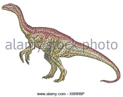 Thecodontosaurus Stock Photo: 98531964 - Alamy