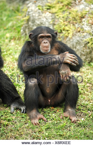 weiblich - female chimpanzee chimpanzees chimp chimps ape apes Stock ...