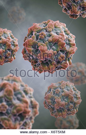 Structure Feline Panleukopenia Virus (FPV) (PDB 1C8E) also known as ...