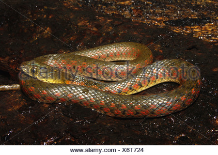CHECKERED KEELBACK Xenochrophis piscator Non-venomous Common. Asiatic ...