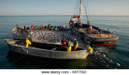A fleet of trap fishing boats hauling up the net traps at fishing Stock ...