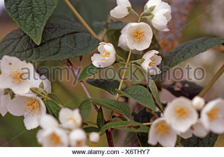Littleleaf mock-orange (Philadelphus microphyllus), blooming Stock ...