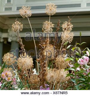 Dried Allium Seed Heads Stock Photo: 15199650 - Alamy