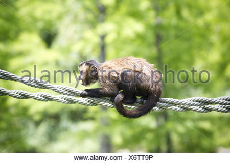 Baby Sumatran Orangutan hanging on rope, 4 months old, in front of ...