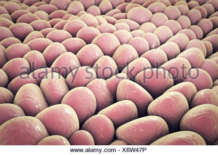 Monolayer of human cells. Computer illustration that can be used to ...
