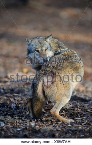 Wounded wolf (Canis lupus) licking its wounds after territorial fight ...
