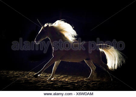 Alter Real Stallion dressed as an unicorn trotting backlight seen Stock ...