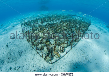 Giant Clam Farm, Tridacna gigas, Makogai, Lomaviti, Fiji Stock Photo ...