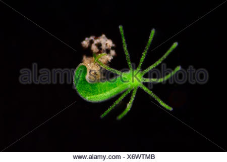 green hydra (Chlorohydra viridissima, Hydra viridis), in darkfield ...