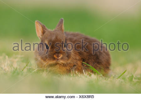 netherland dwarf rabbit Stock Photo: 98131148 - Alamy