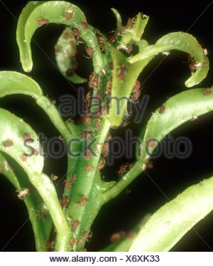 Black citrus aphid Toxoptera aurantii infestation on the underside of ...