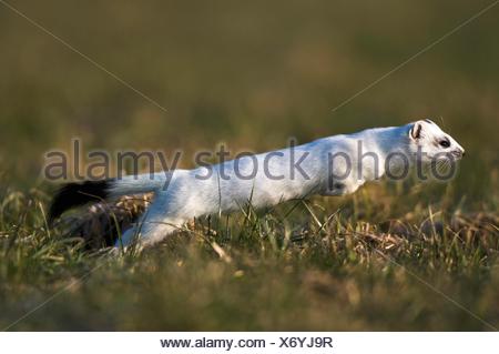 ermine, stoat (Mustela erminea), running over a meadow with hoar Stock ...