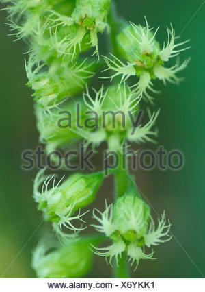 Fragrant fringecup (Tellima grandiflora Stock Photo - Alamy