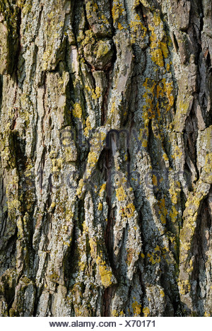 European elm, European white elm (Ulmus laevis), old trunkk with tree ...