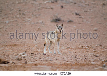 Arabian wolf (aka desert wolf Canis lupus arabs). This wolf is Stock ...