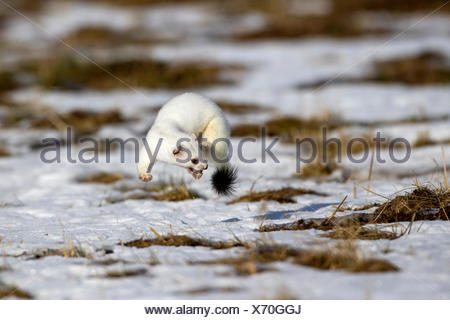 ermine, stoat (Mustela erminea), jumping over a meadow, Germany Stock ...