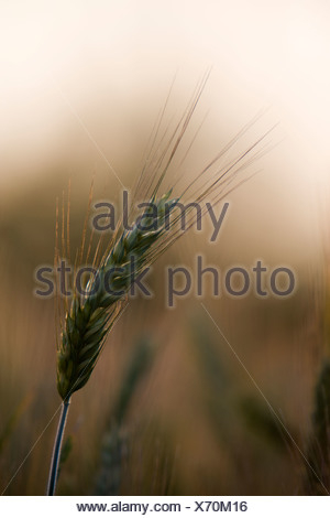 Triticale, rye and wheat grains Stock Photo - Alamy