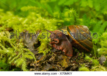 Pacific Sideband Snail, Monadenia fidelis, Clowholm Lake, Sunshine ...