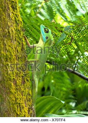 Mountain horned dragon / Pricklenape agama (Acanthosaura lepidogaster ...