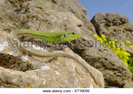 Sicilian wall lizard (Podarcis wagleriana, Lacerta wagleriana Stock ...