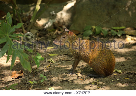 Ruatan Island agouti (Dasyprocta ruatanica Stock Photo: 80136849 - Alamy
