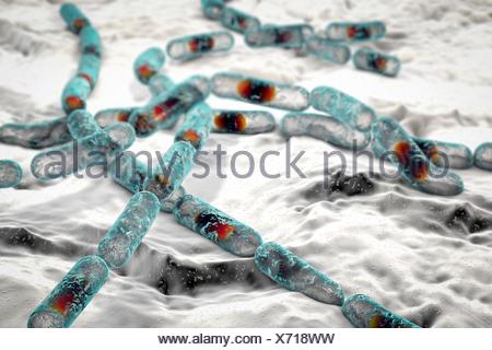 Bacillus cereus bacteria, computer illustration. These are Stock Photo ...