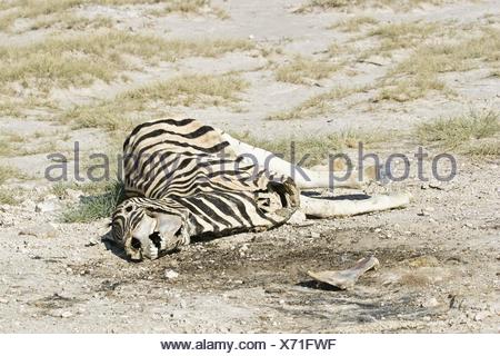 dead plains zebra Stock Photo: 83283001 - Alamy