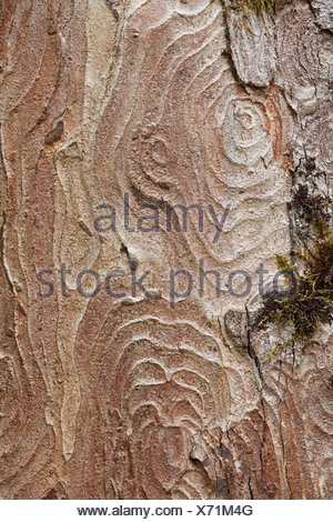 Acer pseudoplatanus, Sycamore maple, bark Stock Photo - Alamy