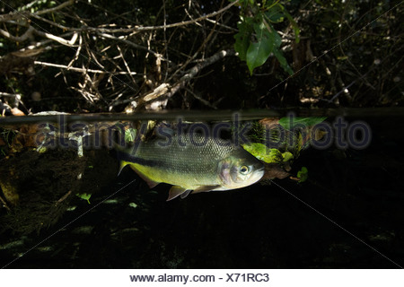 Piraputanga fish (Brycon hilarii) split level in the main spring at ...