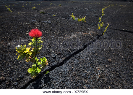 Kilauea iki crater plants growing in lava cracks Volcanoes National ...