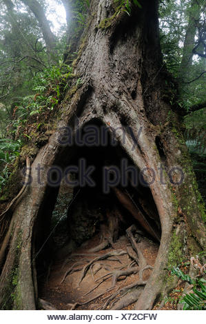 Myrtle Beech tree (Nothofagus cunninghamii) with burls and epiphytes ...
