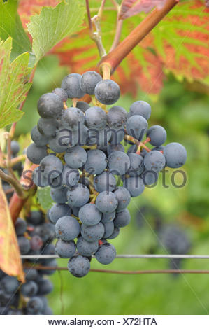 Weintrauben, Weintraube, wein, blau, traube, trauben, weinstock Stock ...