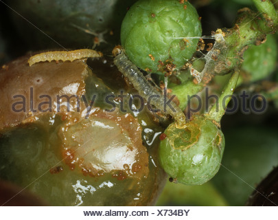 European grape berry moth Lobesia botrana caterpillars on damaged Stock ...