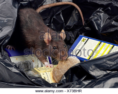 A brown rat around rubbish in a bin bag Stock Photo: 23421884 - Alamy