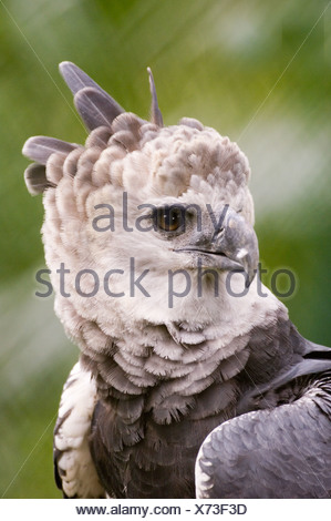 Birds from Panama Harpy Eagle National Bird of Panama Stock Photo ...