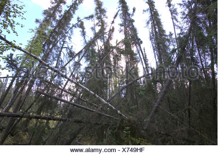 Drunken forests caused by global warming induced permafrost melt Stock ...