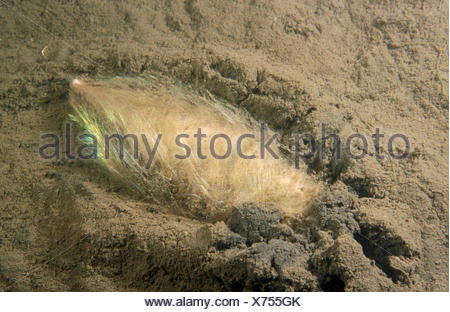Sea mouse (Aphrodita aculeata), marine polychaete worm washed on Stock ...