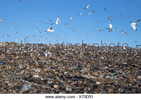 Flock of seagulls flying over landfill site in Emersons Green Bristol ...