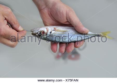 goggle eye mackerel live bait fish hook tackle on fisherman hands Stock ...