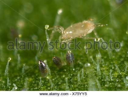 A predatory mite Amblyseius swirskii and cotton whitefly Bemisia Stock ...