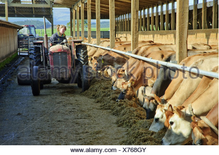 Pushing up the feed for the cows on a tractor. Diary Farm. England UK ...